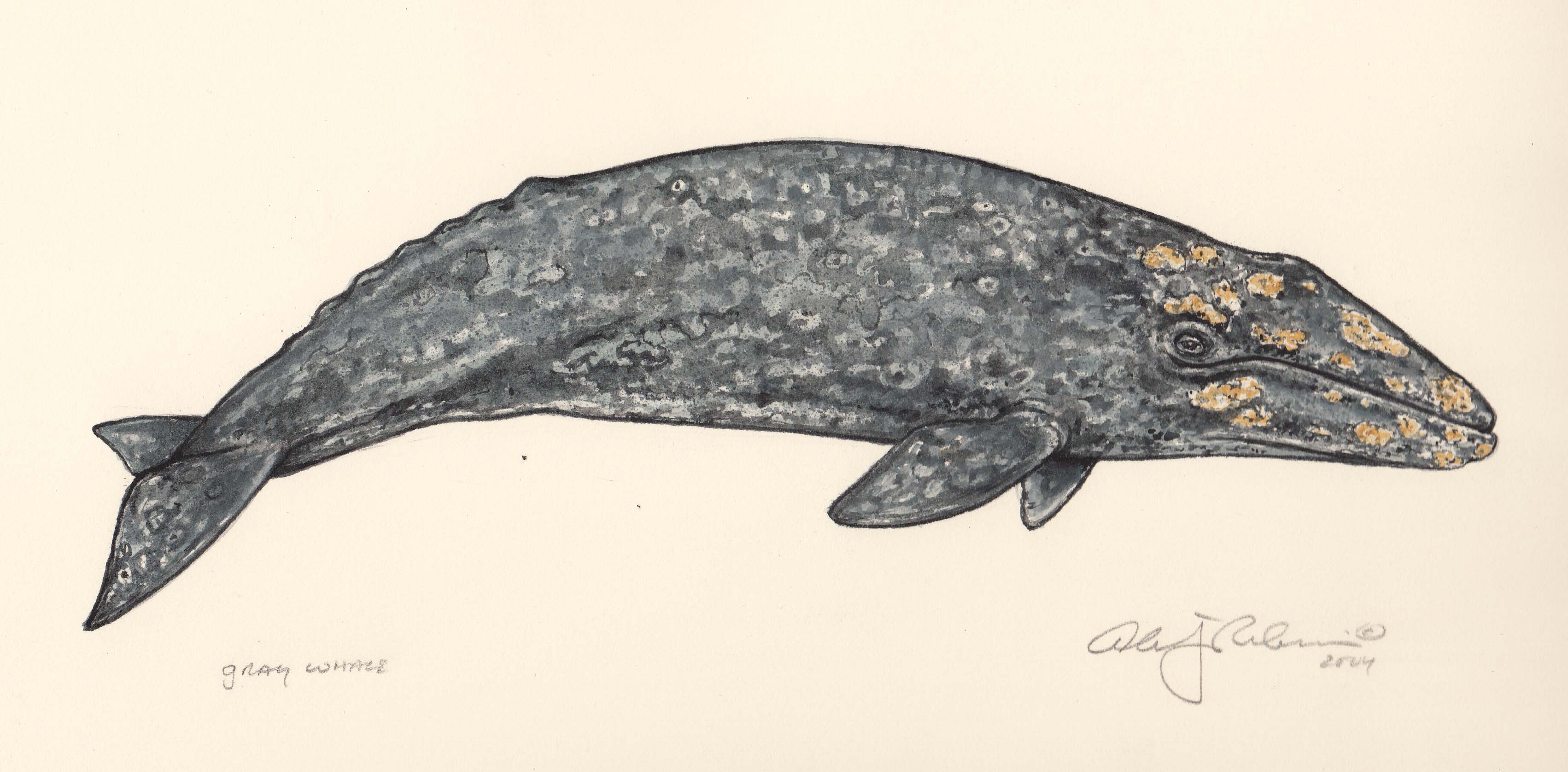 Gray Whale Drawing
